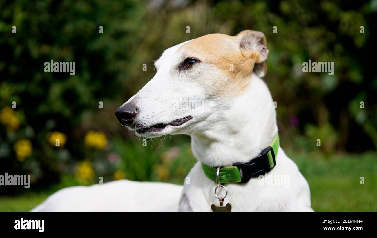 A beautiful lemon and white greyhound lying down and looking away from ...