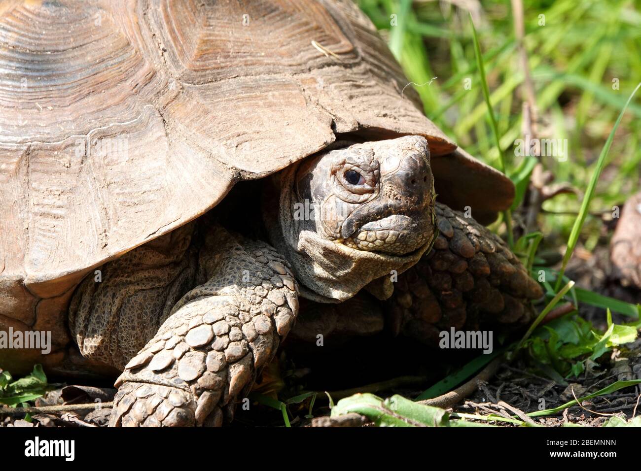 Closeup of a large old tortoise Stock Photo - Alamy