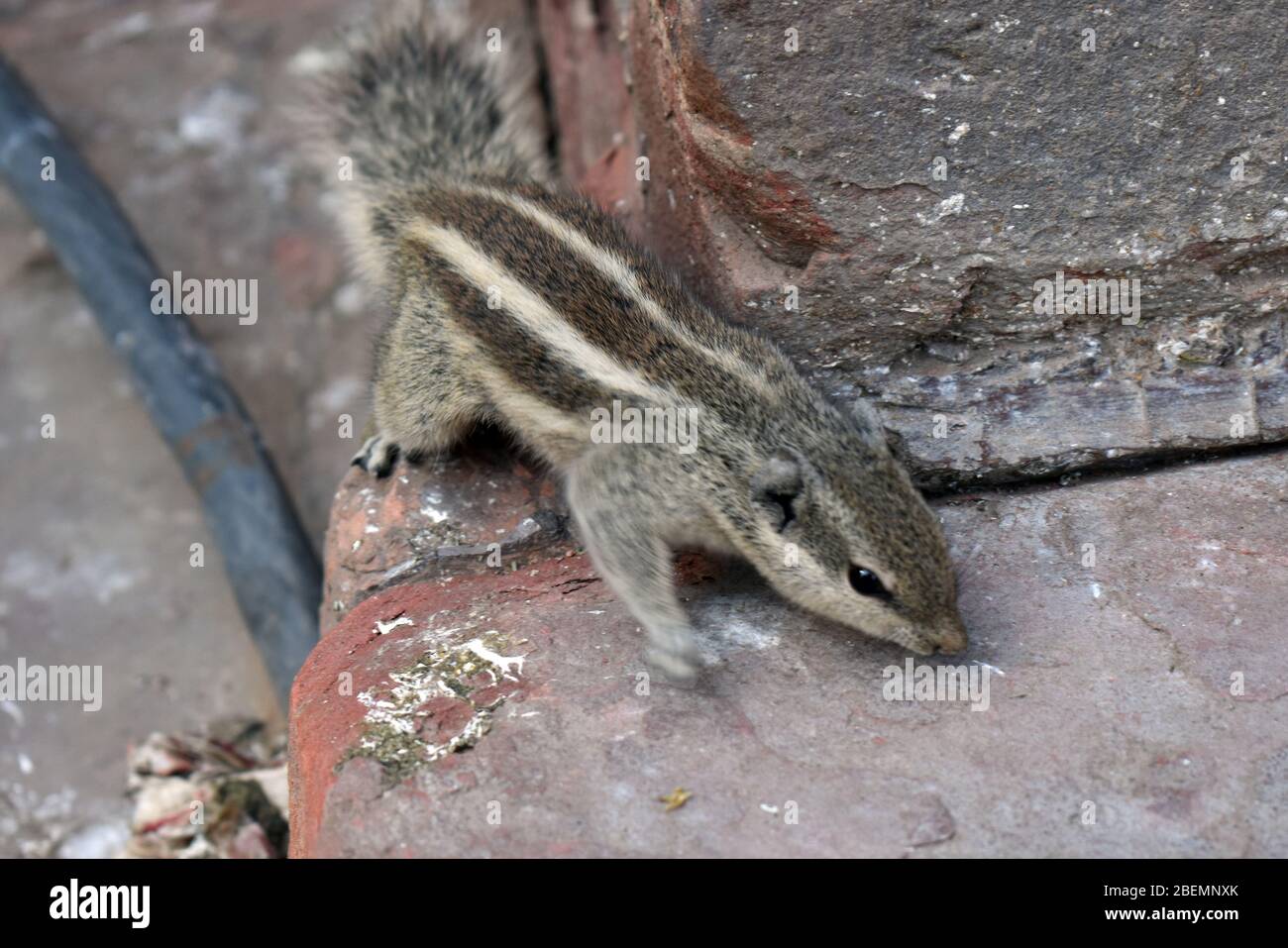 Indian palm squirrell (funambulus pennantii) in Dehli, India Stock ...
