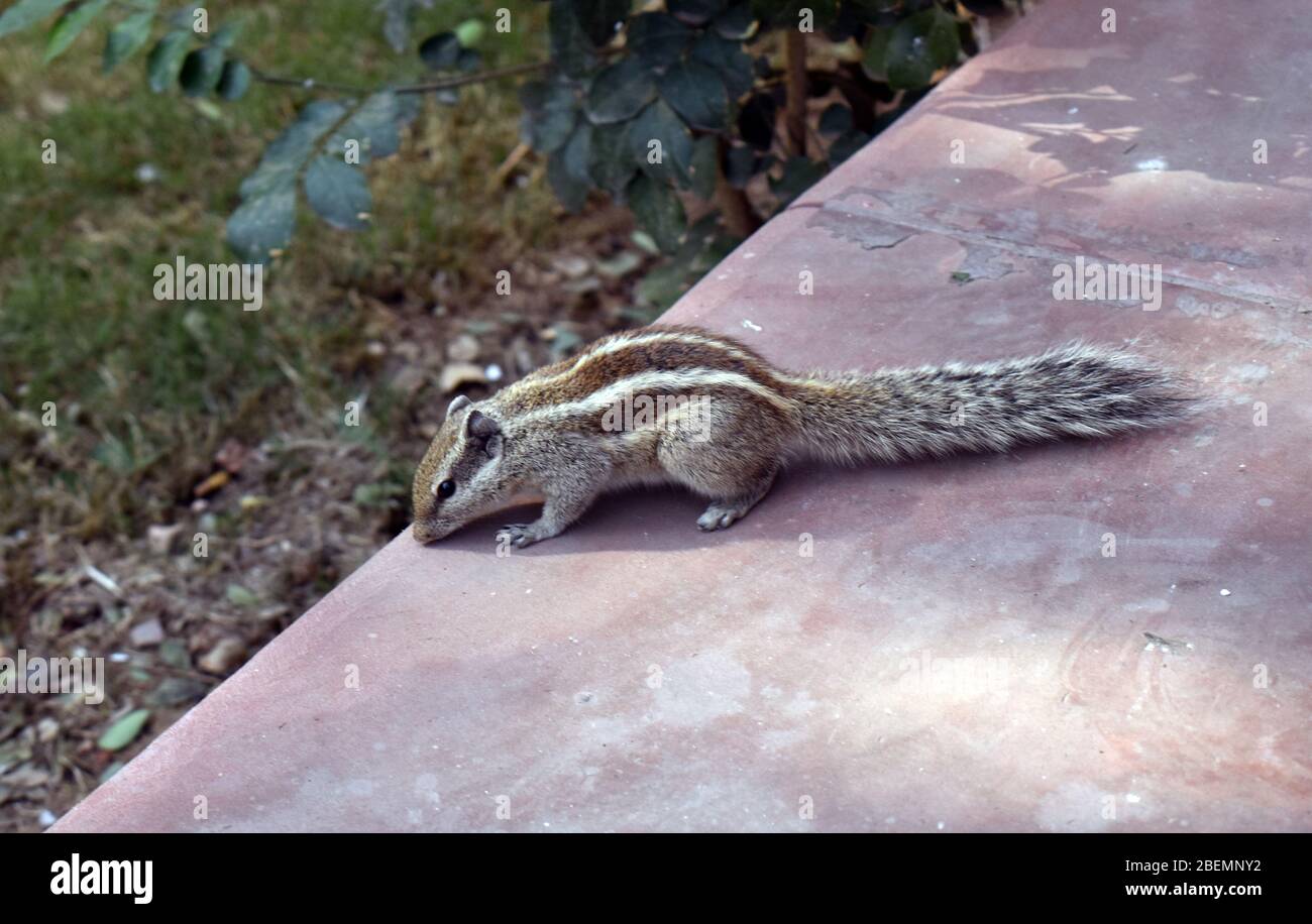 Indian palm squirrell (funambulus pennantii) in Dehli, India Stock ...