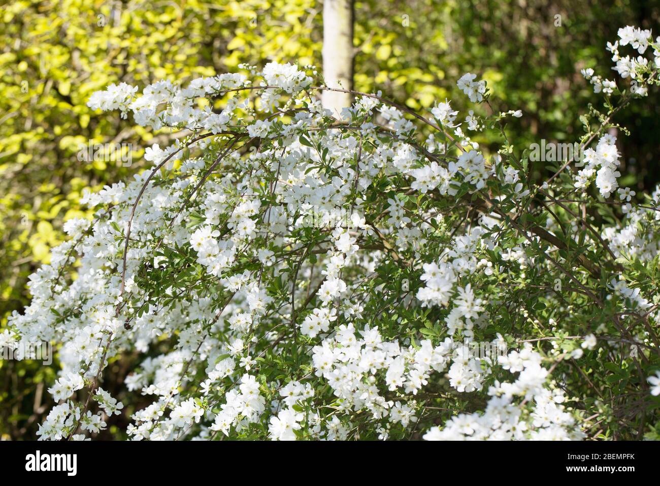 Exochorda x macrantha 'The Bride' Stock Photo - Alamy