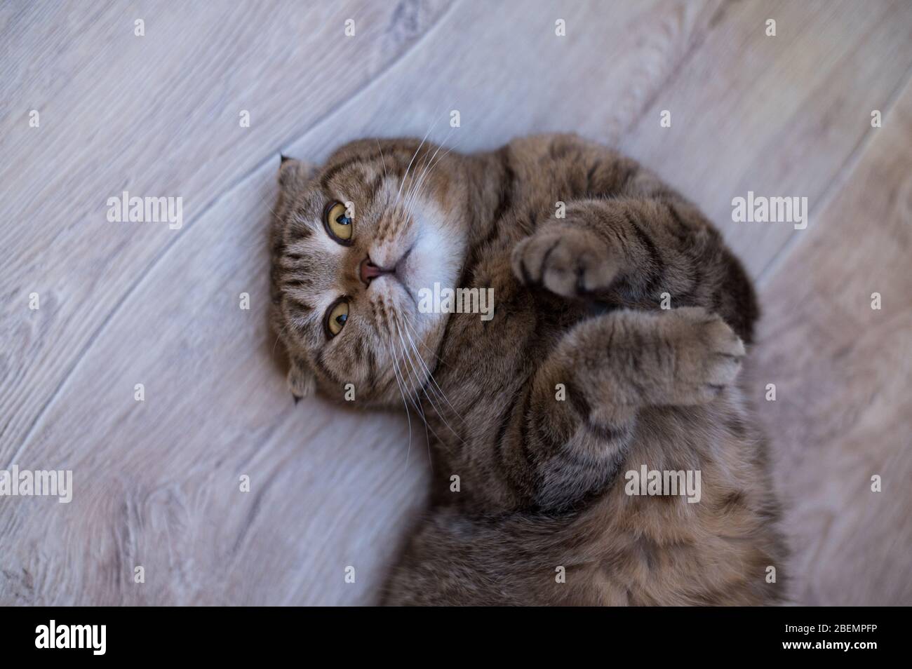 Adult Scottish Fold funny cat lies on the wooden floor Stock Photo - Alamy