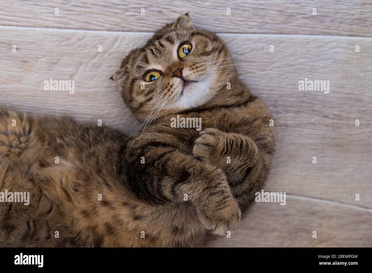 Adult Scottish Fold funny cat lies on the wooden floor Stock Photo - Alamy