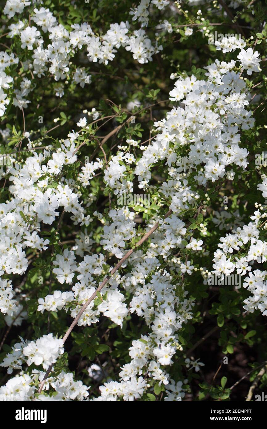 Exochorda x macrantha 'The Bride' Stock Photo - Alamy