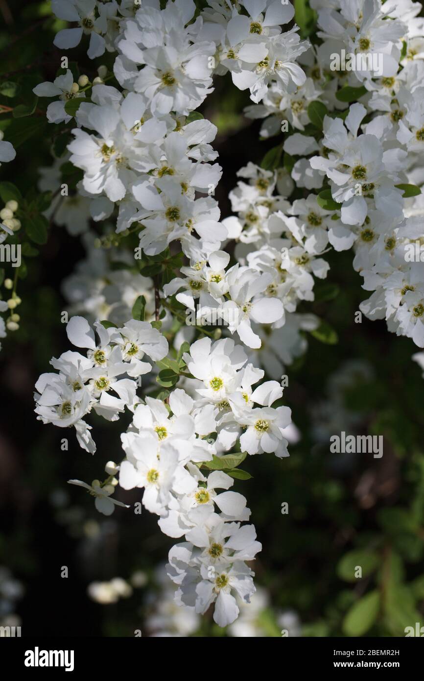 Exochorda x macrantha 'The Bride' Stock Photo - Alamy