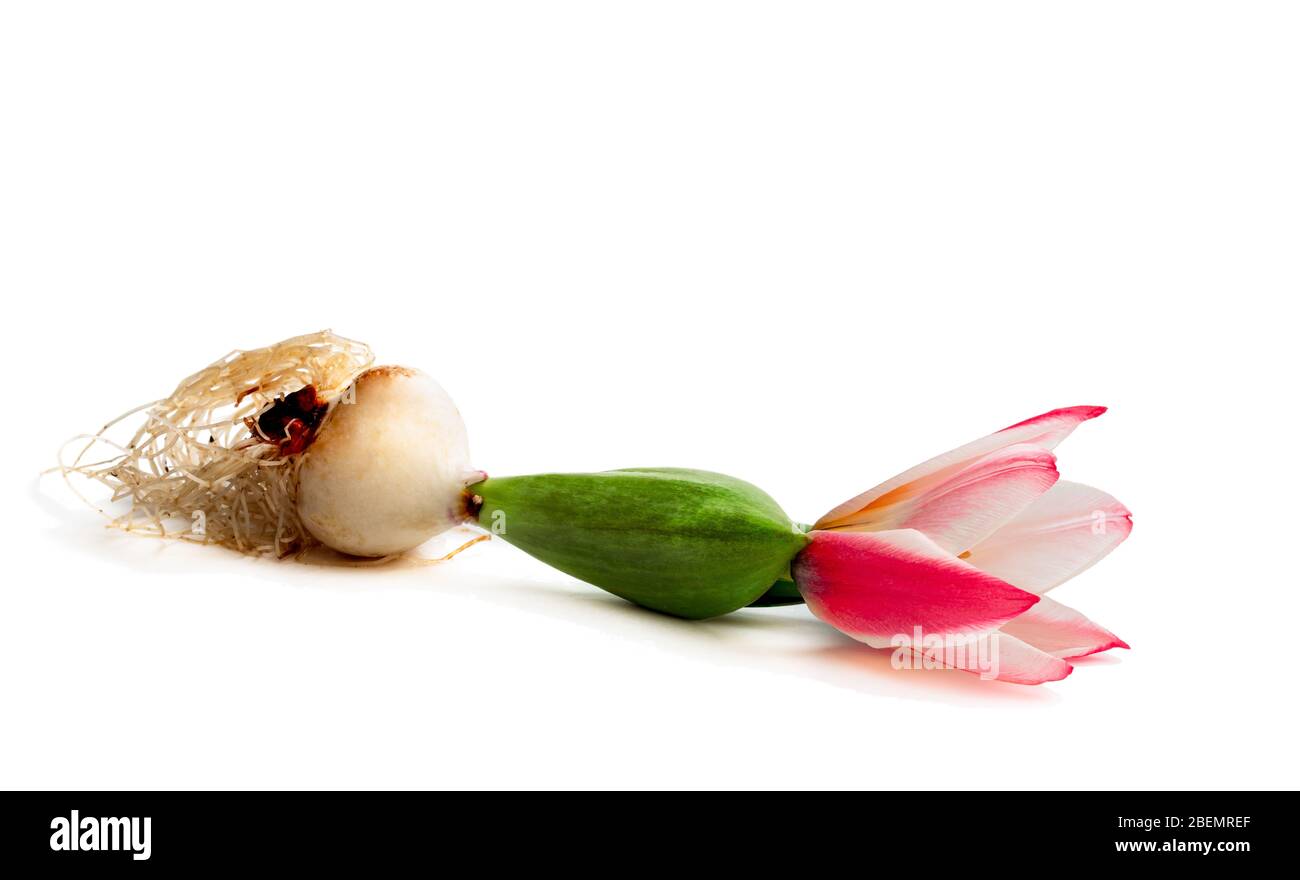 Pink dwarf tulip with flower and roots isolated on white Stock Photo ...
