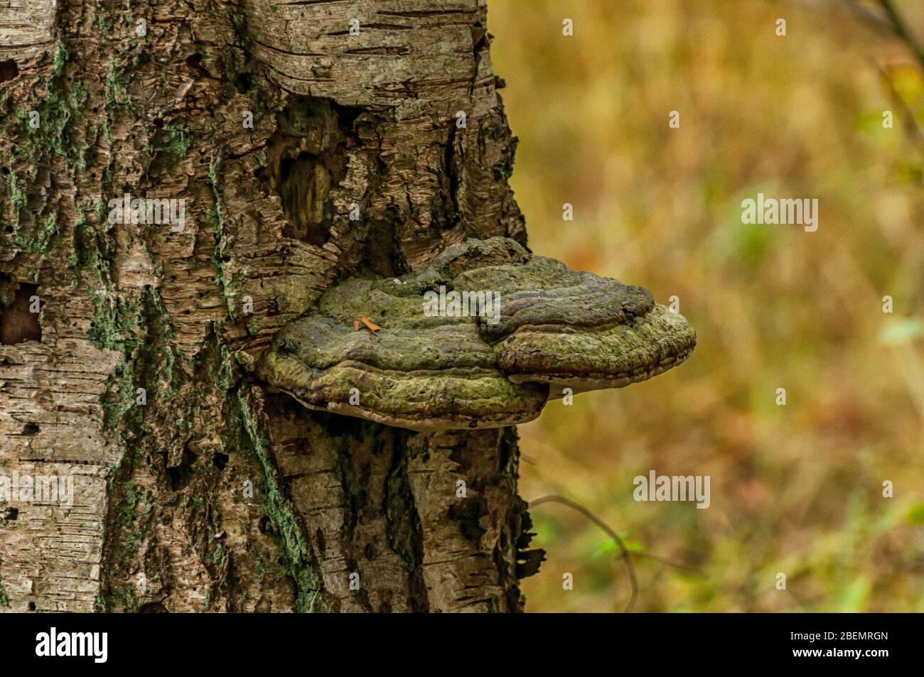 Tinder sponge in the Duvenstedter Brook nature reserve in Hamburg Stock ...