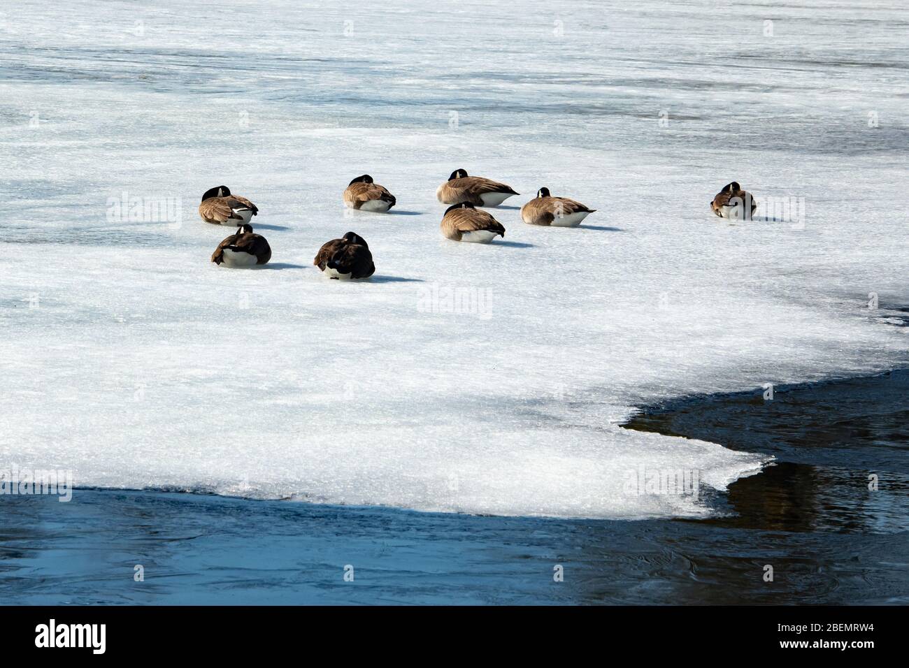 A small flock of Canada geese resting on the ice on Lake Pleasant in ...