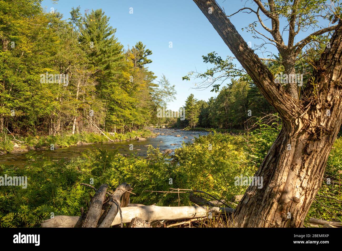 River with bush and tree in the foreground on a bright sunny morning ...