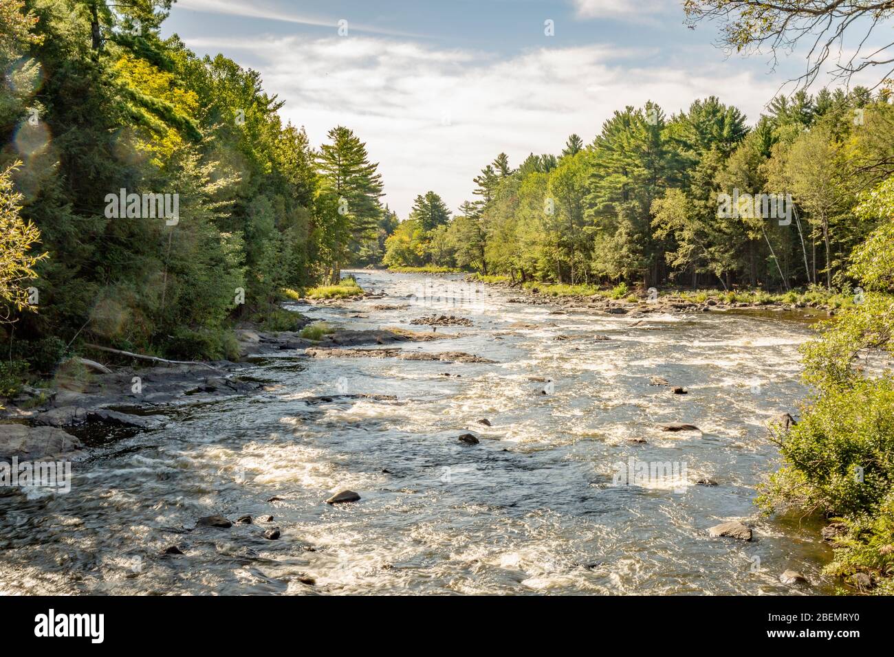 River with rapids surrounded by evergreen trees on an early summer ...