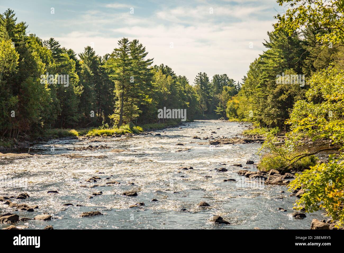 River with rapids surrounded by evergreen trees on an early summer ...