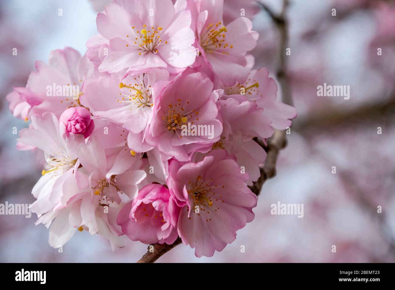 Illustration japanese sakura hi-res stock photography and images - Alamy