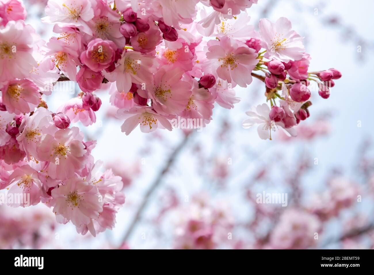 Rose Moment In Time High Resolution Stock Photography and Images - Alamy
