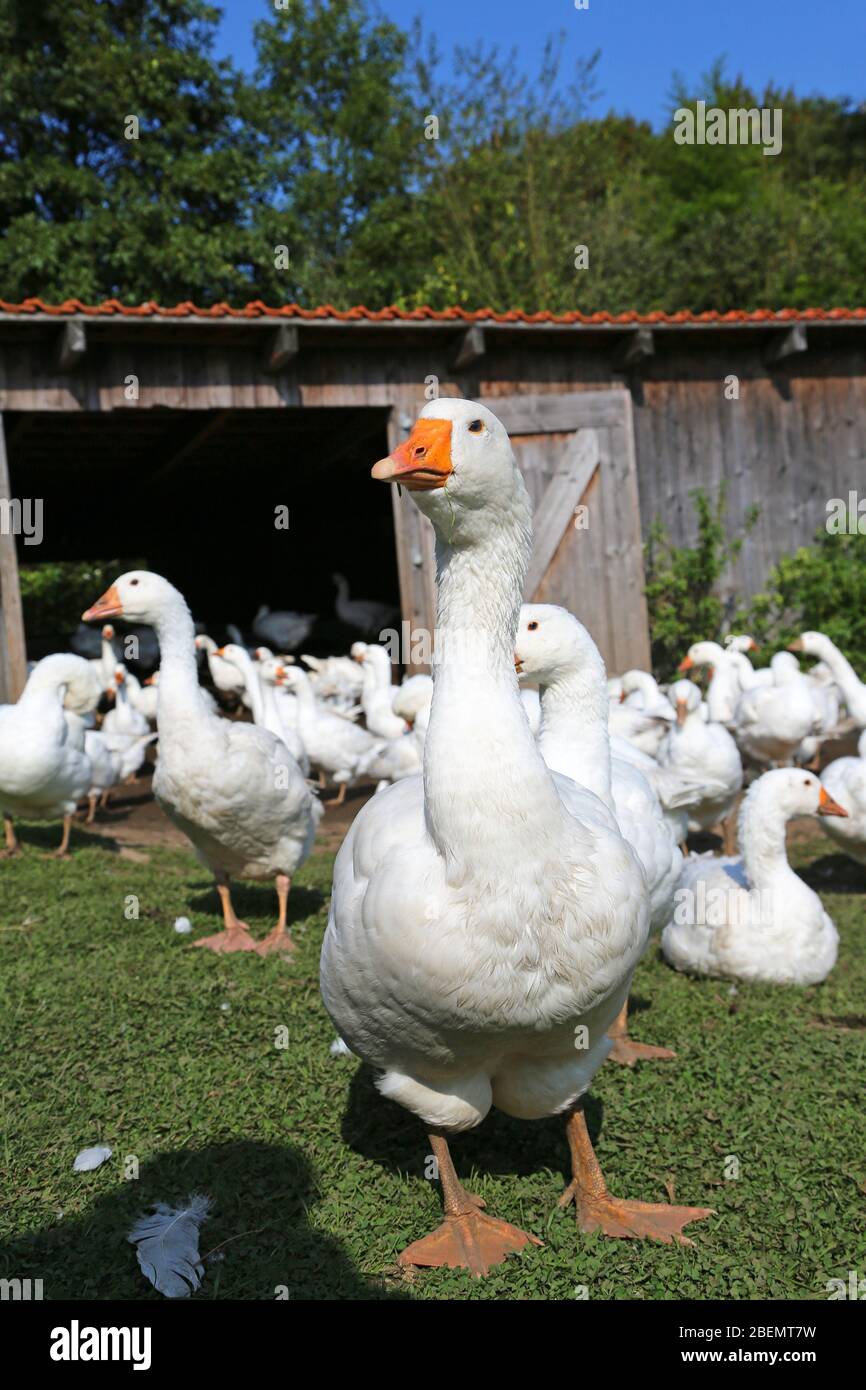 white goose on a farm Stock Photo - Alamy