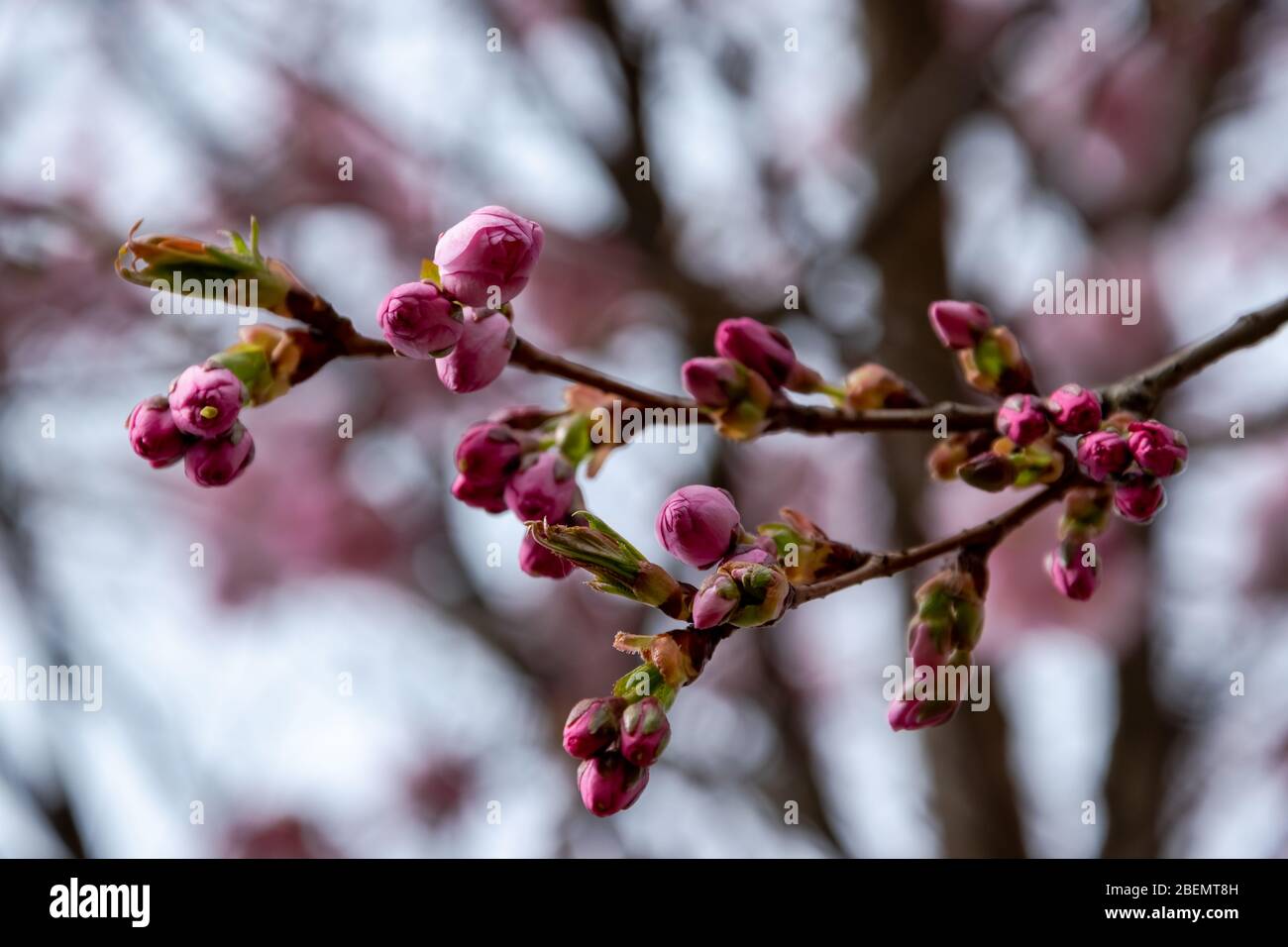 One brief season moment in spring time is the blooming of sakura tree ...