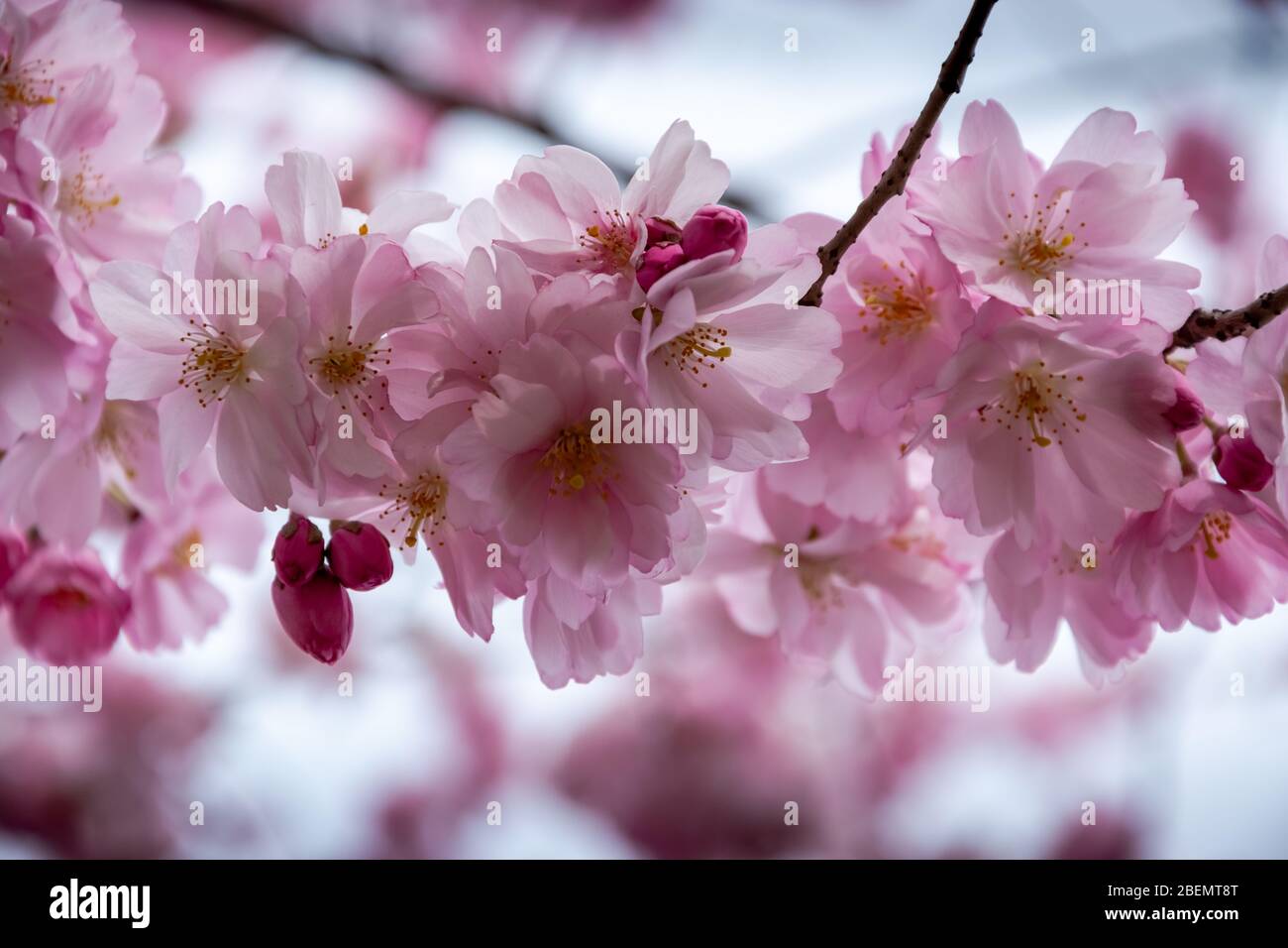 One brief season moment in spring time is the blooming of sakura tree ...