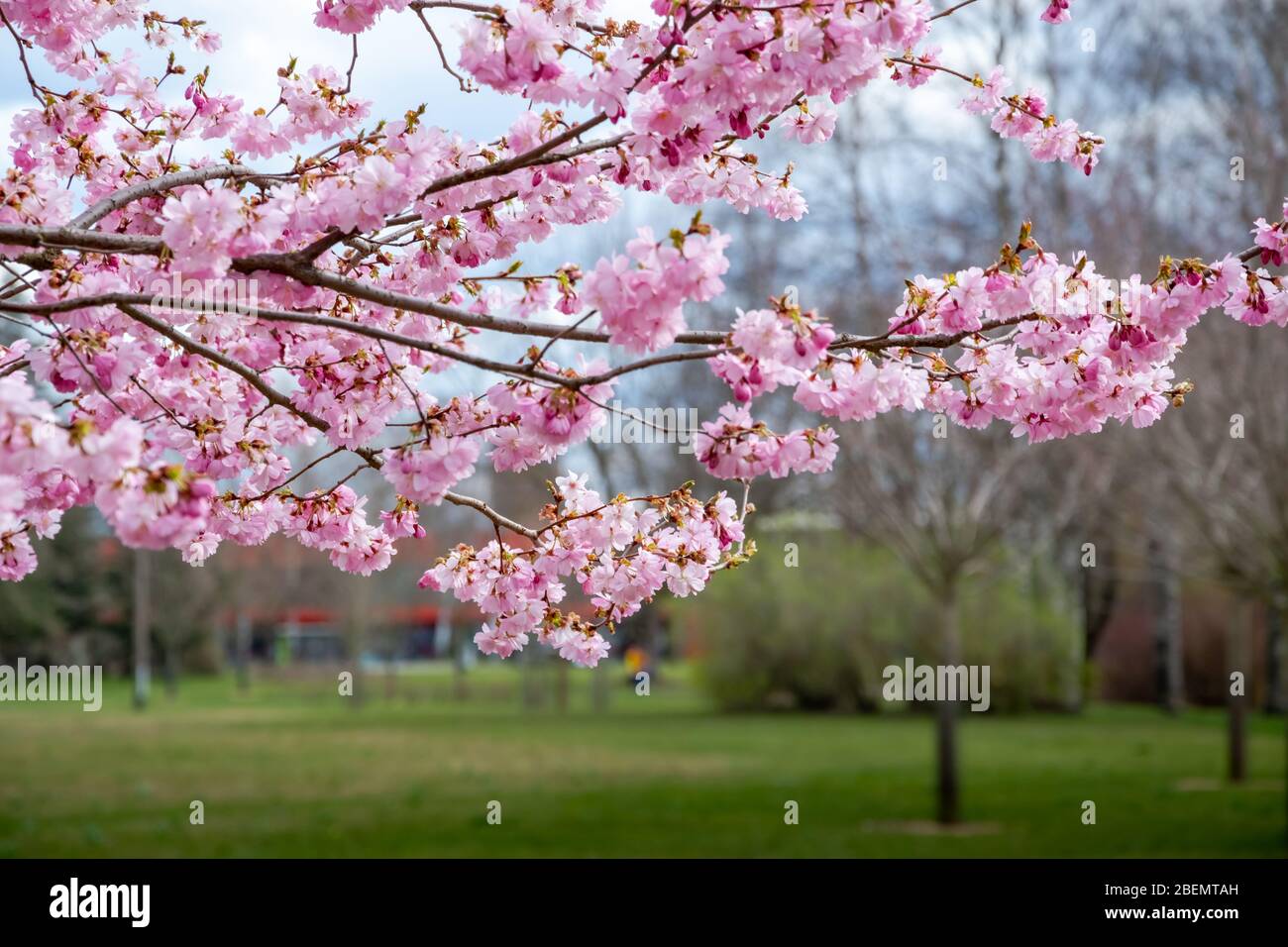One brief season moment in spring time is the blooming of sakura tree ...