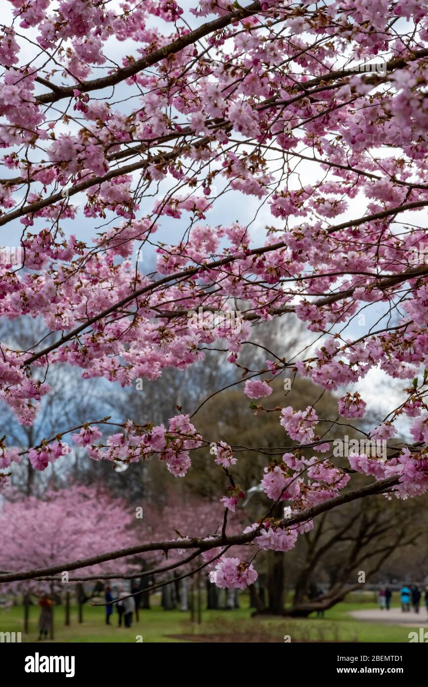 One brief season moment in spring time is the blooming of sakura tree ...