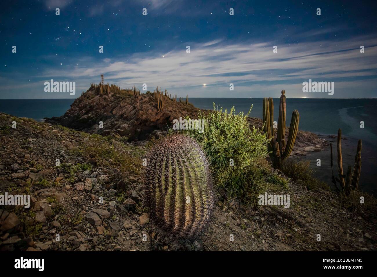 Biznaga cactus hi-res stock photography and images - Alamy