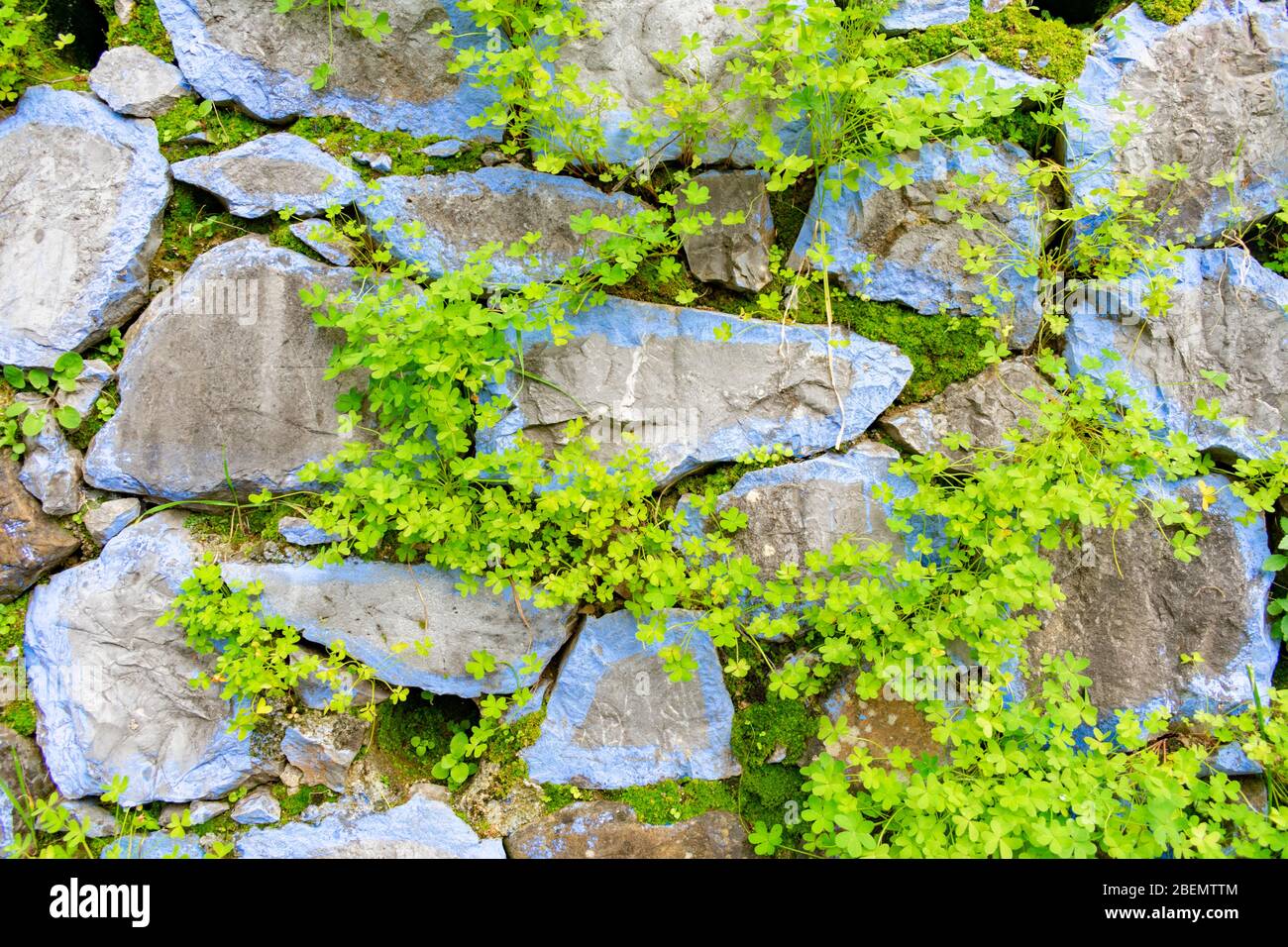 Blue Colored Rocks with Plants Background in Chefchaouen Morocco Stock ...