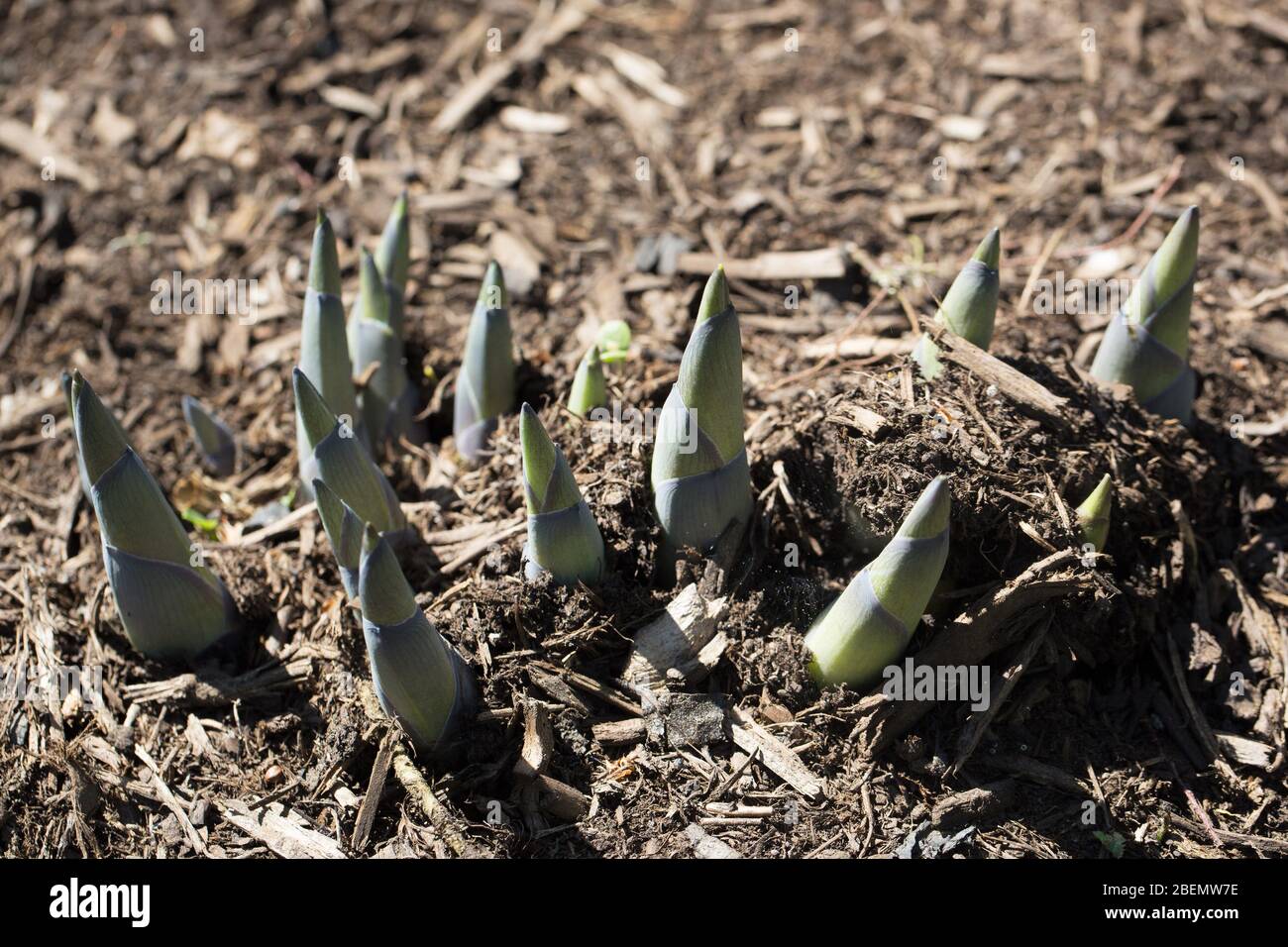 Hosta 'Princess Anastasia' shoots coming up Stock Photo - Alamy