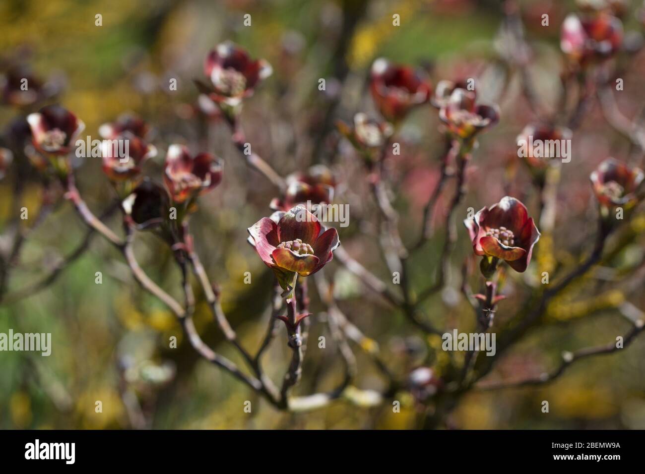 Cornus florida 'Cherokee Sunset' Stock Photo - Alamy