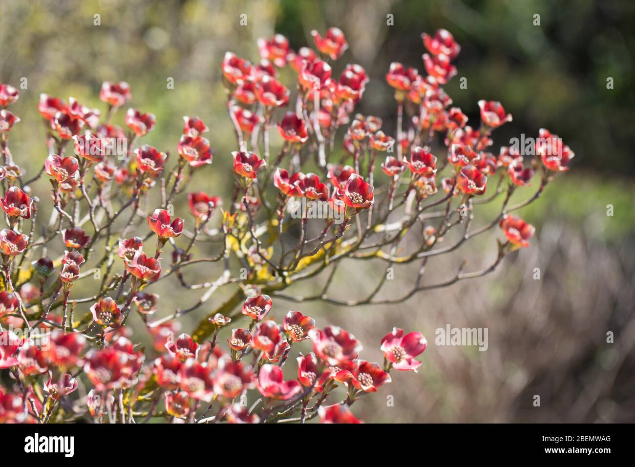Cornus florida 'Cherokee Sunset' Stock Photo - Alamy