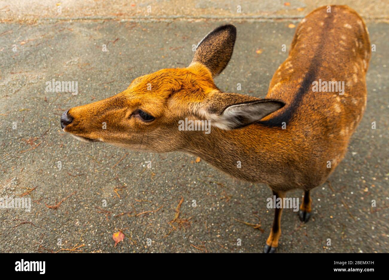 Tame sika deer hi-res stock photography and images - Alamy