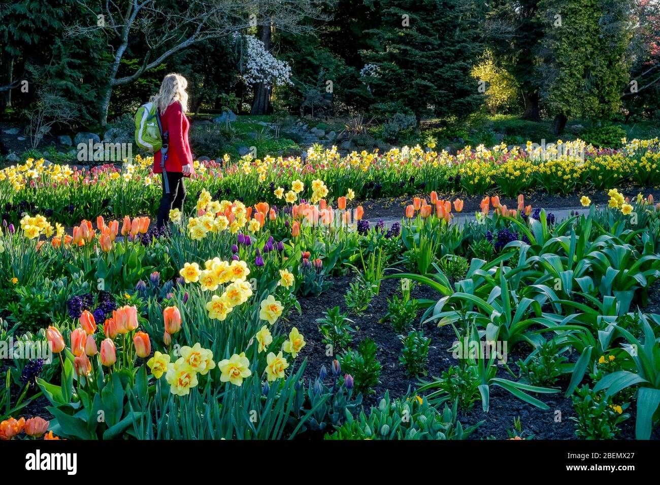 Spring flowers, Stanley Park, Vancouver, British Columbia, Canada Stock ...