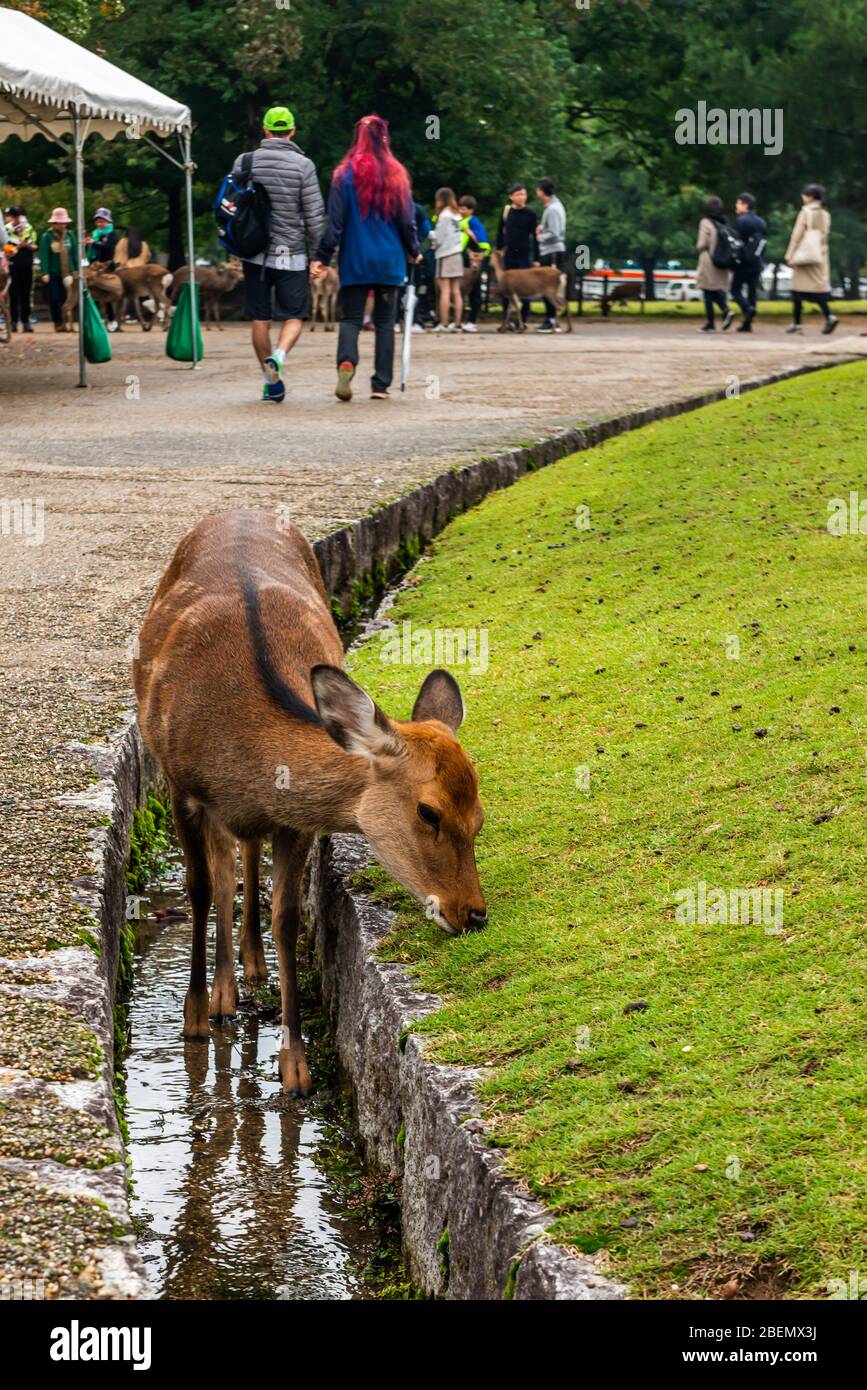 Tame sika deer hi-res stock photography and images - Alamy