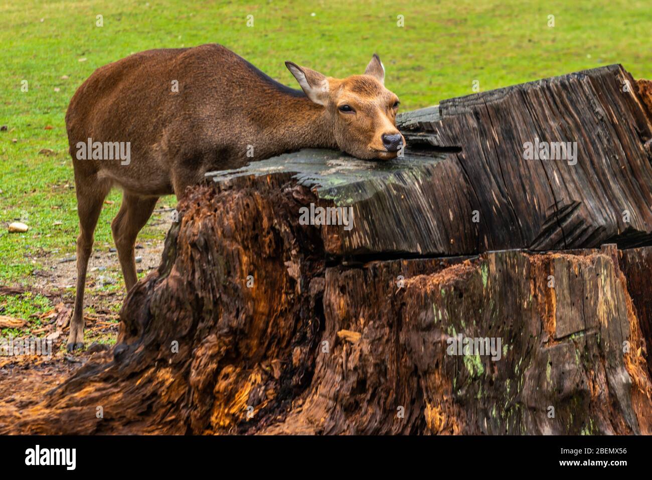 Nara, Kyoto, Japan: October 29, 2019: Nara deer (semi wild sika deer ...