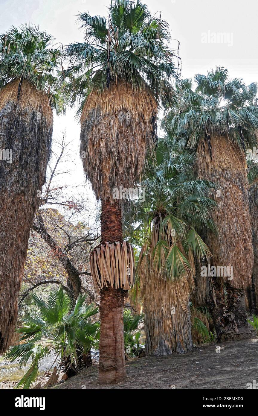 Indian canyon palm desert tree hi-res stock photography and images - Alamy