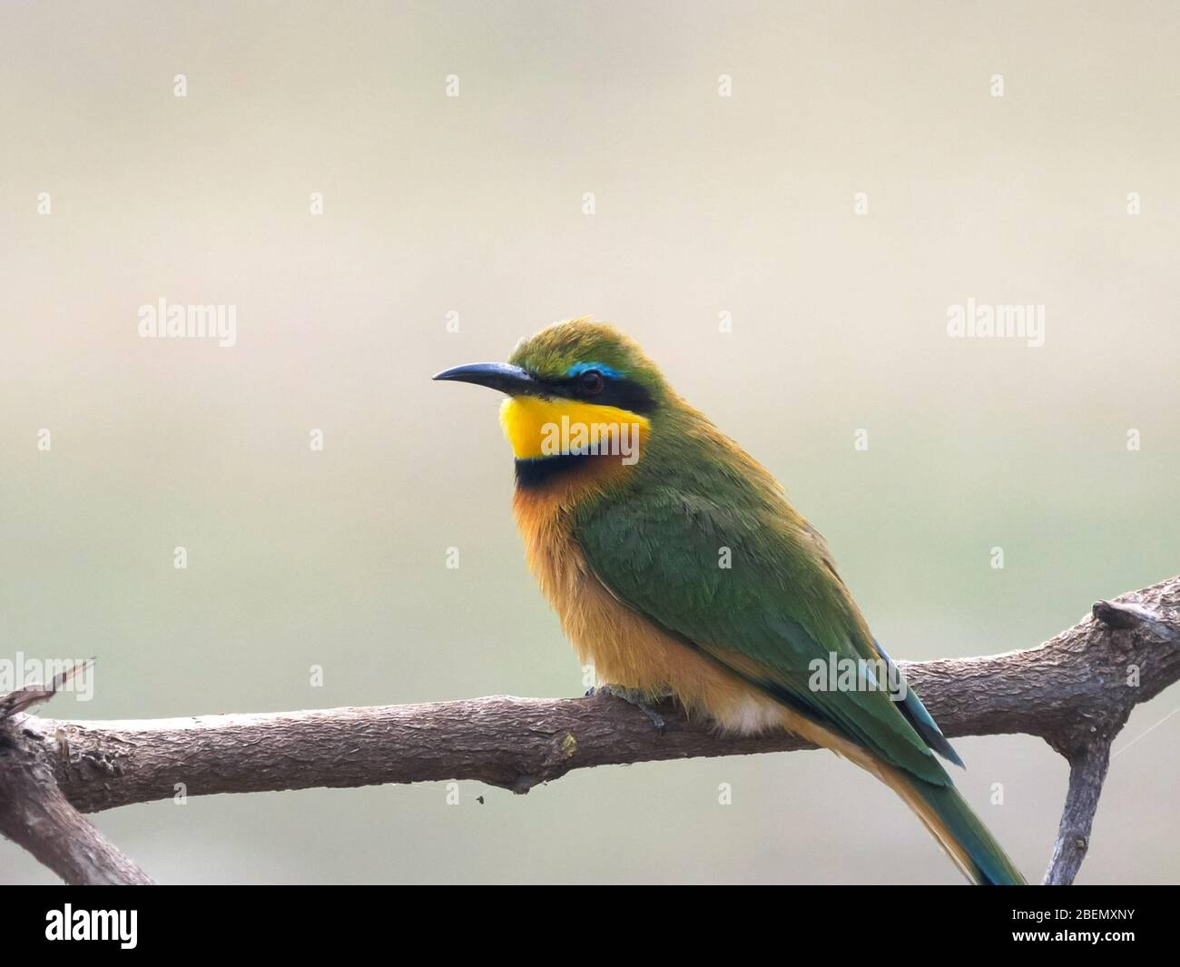 Africa tanzania little bee eater hi-res stock photography and images ...