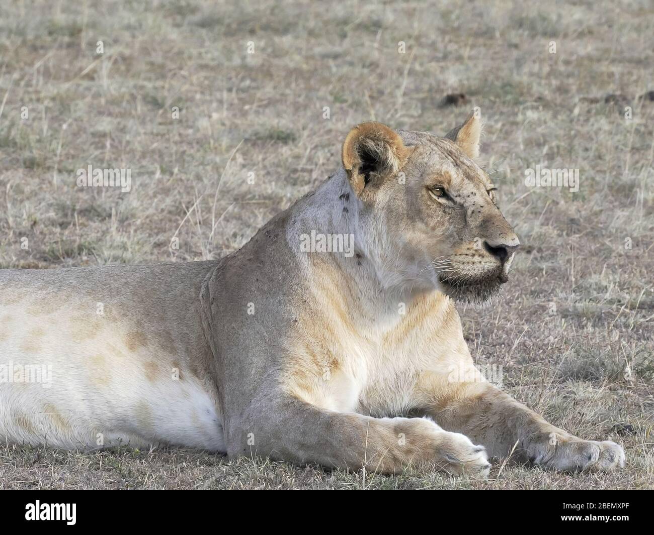 Lioness lying down hi-res stock photography and images - Alamy