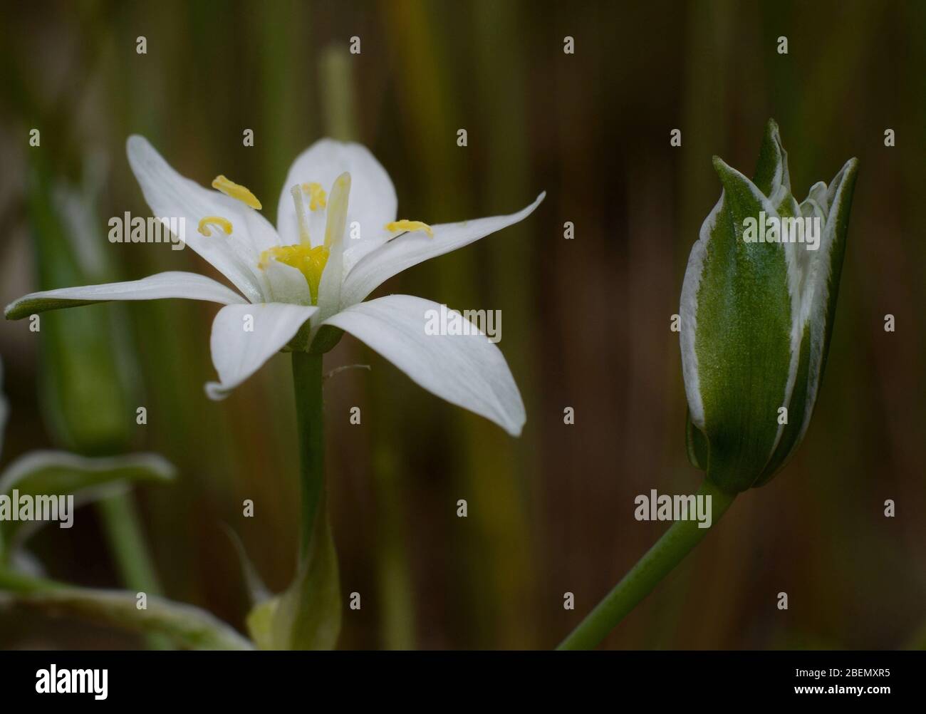 Star of bethlehem flower hi-res stock photography and images - Alamy