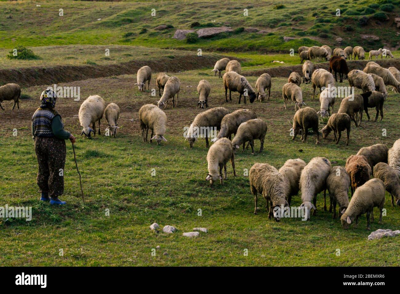 Herds of sheep spread out on the green grazing Stock Photo - Alamy