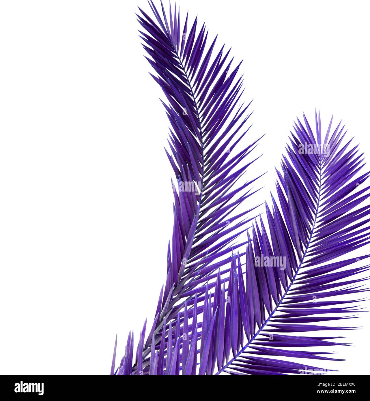 Coloured palm leaf fan hi-res stock photography and images - Alamy