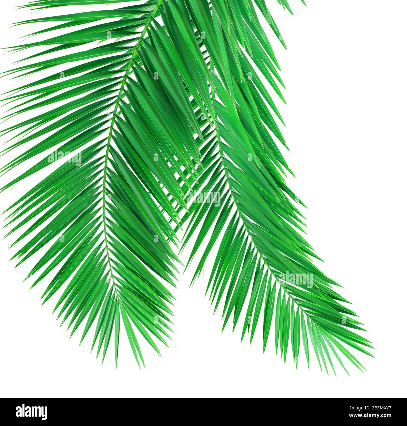 Coloured palm frond on a white background Stock Photo - Alamy