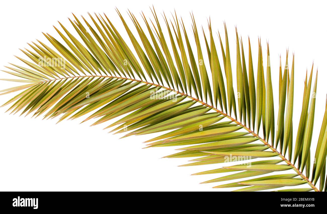 Coloured palm frond on a white background Stock Photo - Alamy