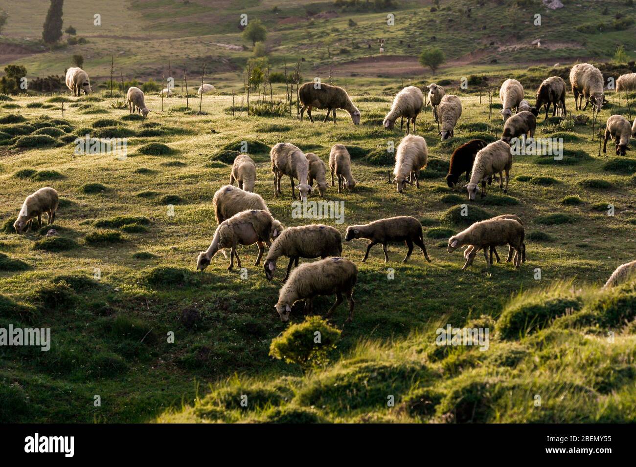 Herds of sheep spread out on the green grazing Stock Photo - Alamy