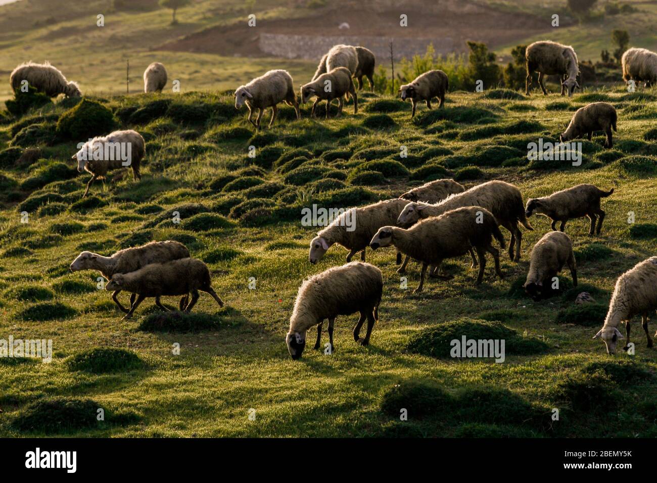 Herds of sheep spread out on the green grazing Stock Photo - Alamy