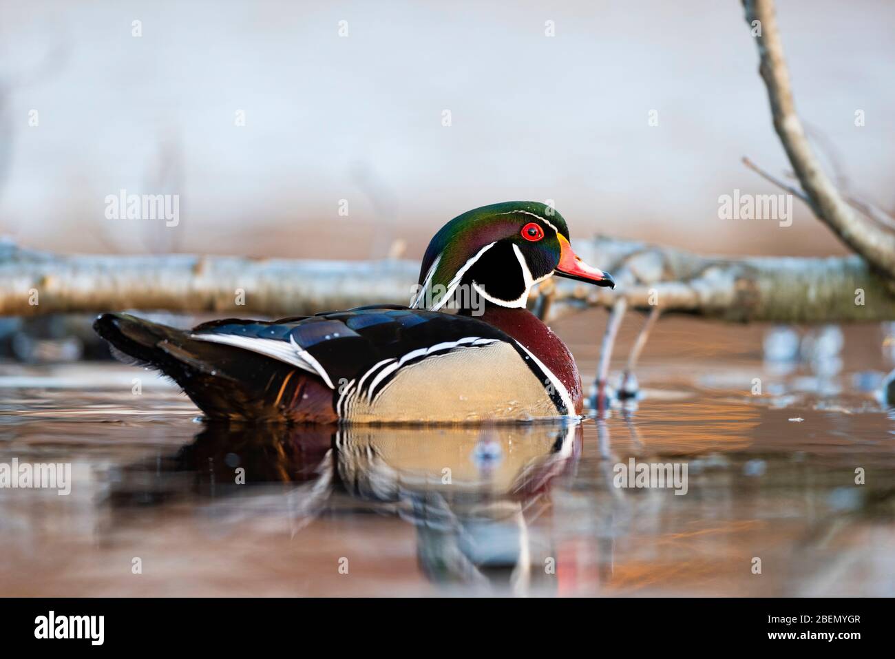 Beaver duck hi-res stock photography and images - Alamy