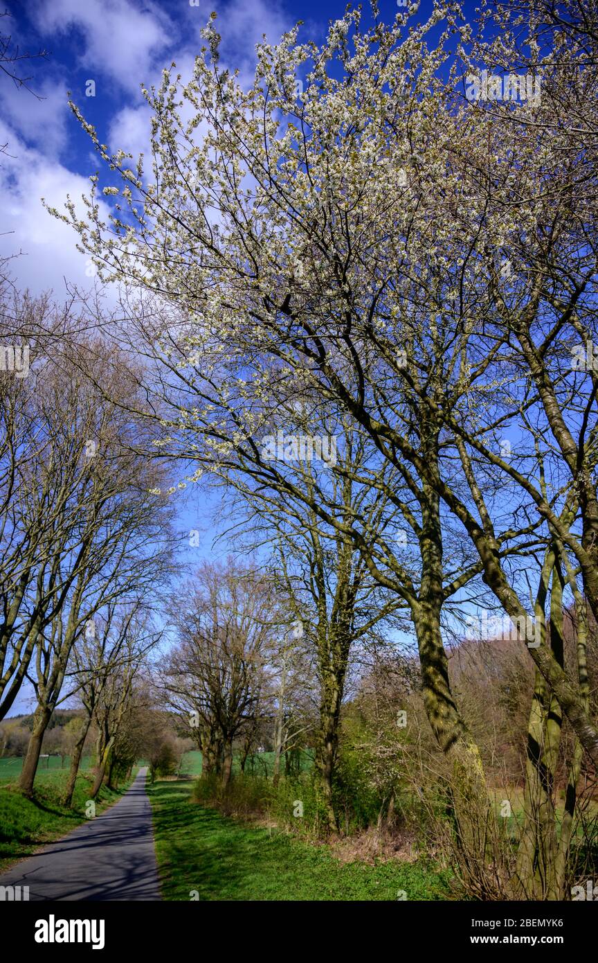 Spring landscape with tree-lined road with trees covered in seasonal ...