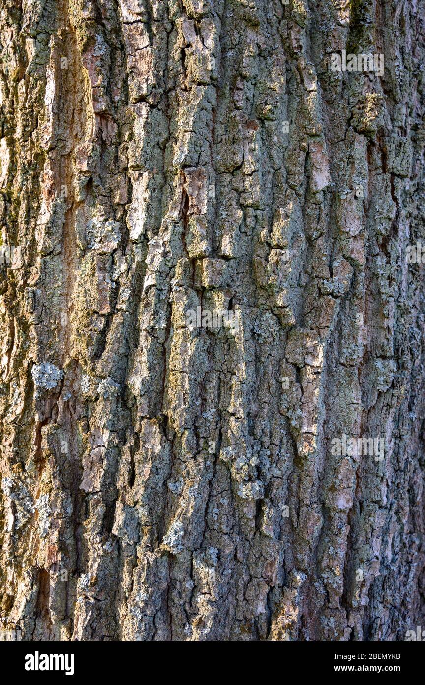 Striated surface hi-res stock photography and images - Alamy