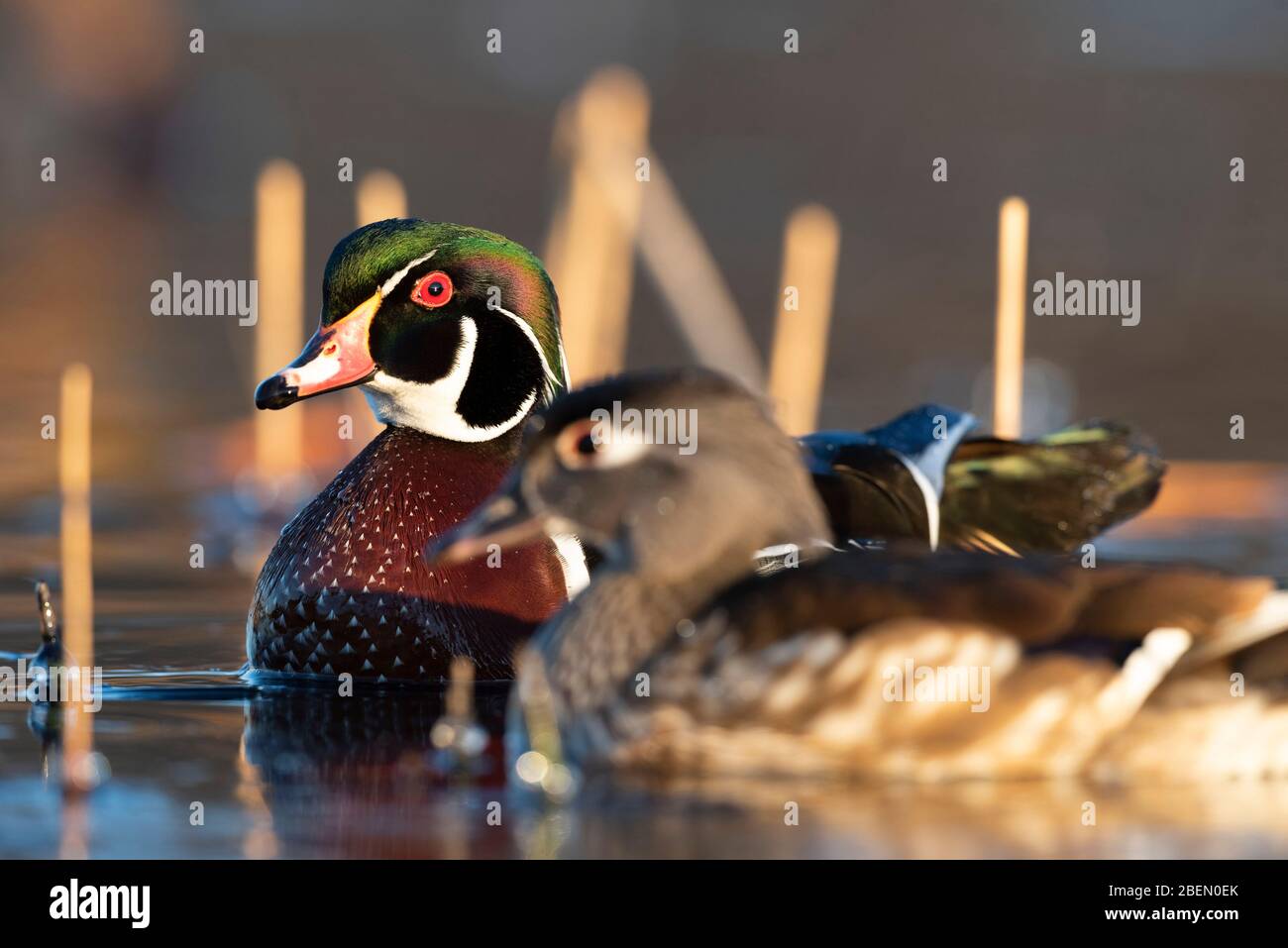 Wood ducks in the spring in Minnesota on a beaver pond Stock Photo - Alamy