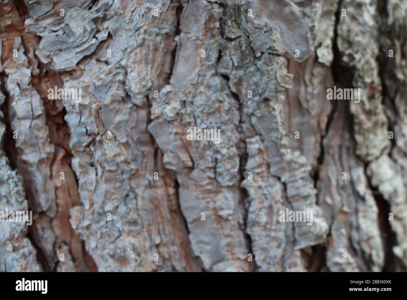 Oak tree bark. The abstract background for design Stock Photo - Alamy