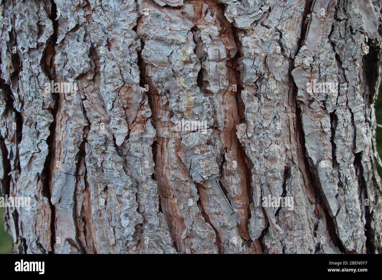 Oak tree bark. The abstract background for design Stock Photo - Alamy