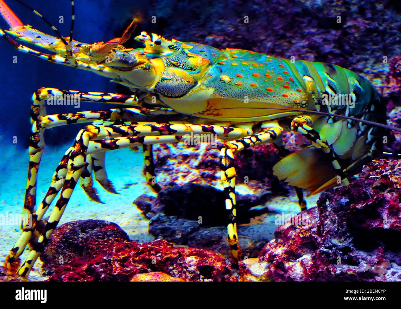 Spiny Lobster Japan High Resolution Stock Photography and Images - Alamy