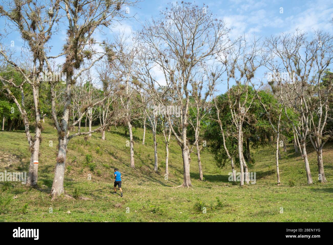 One man running on a trail in a prairie with high white trees Stock ...