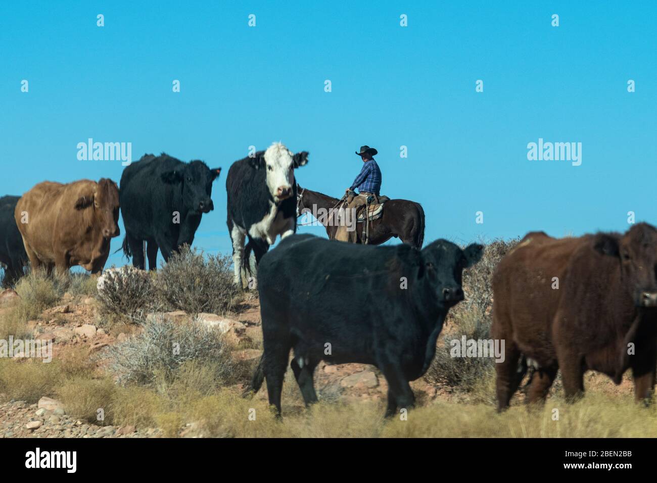Cowboys Rustling Cattle in on a Dusty Stretch of Utah Desert Stock ...